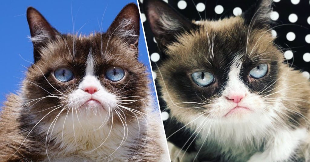 Grumpy Cat nie żyje! Wielka żałoba w internecie